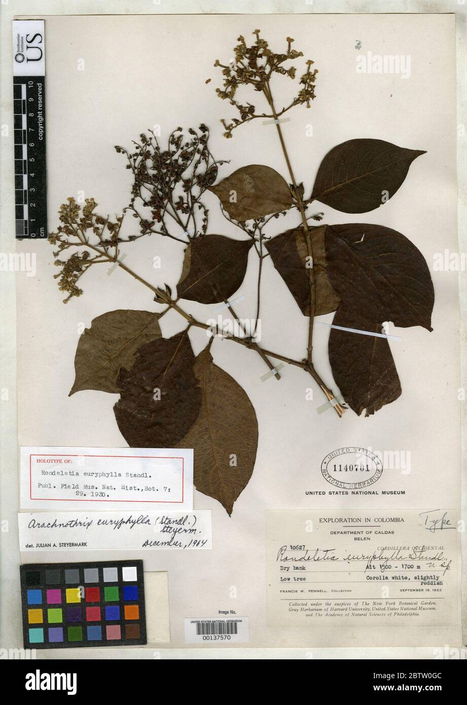 Rondeletia euryphylla Standl Stock Photo - Alamy