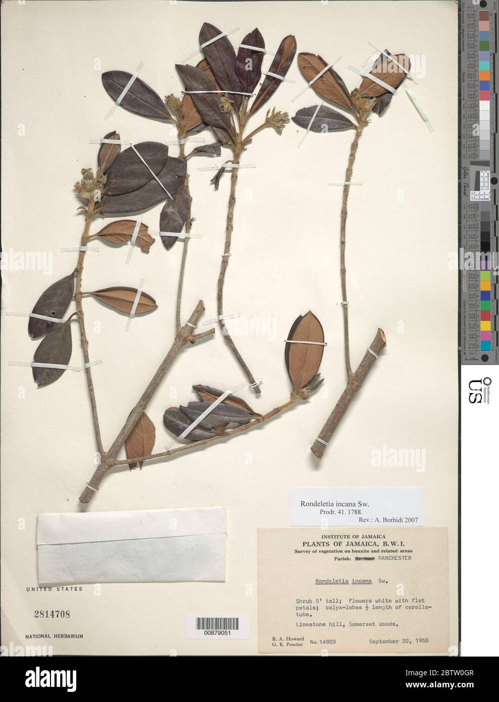 Rondeletia incana Sw Stock Photo - Alamy