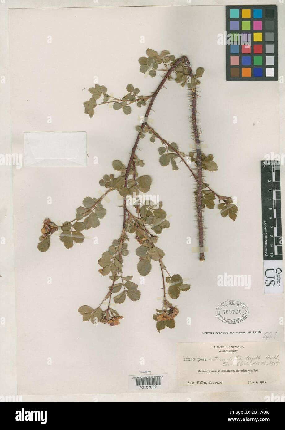 Rotundata hi-res stock photography and images - Alamy