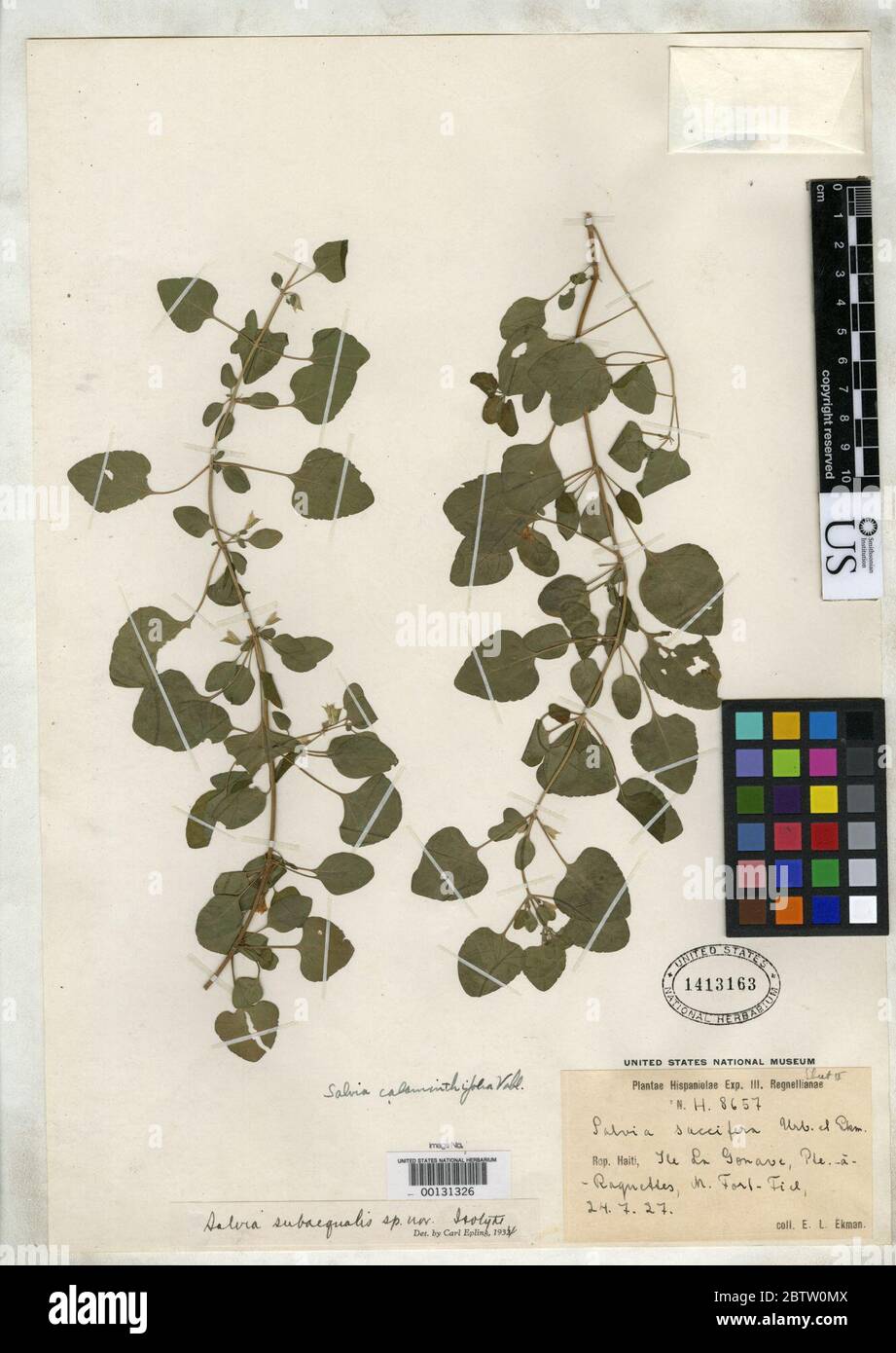 Salvia subaequalis Epling Stock Photo - Alamy