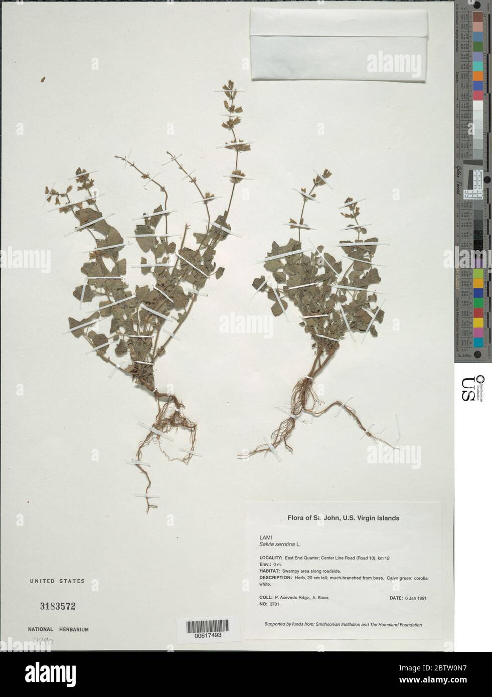 Salvia serotina L Stock Photo - Alamy