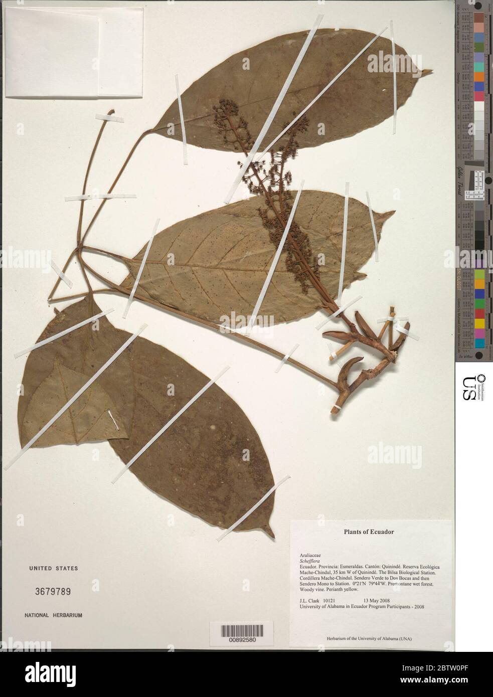 Schefflera schefflera sp hi-res stock photography and images - Alamy