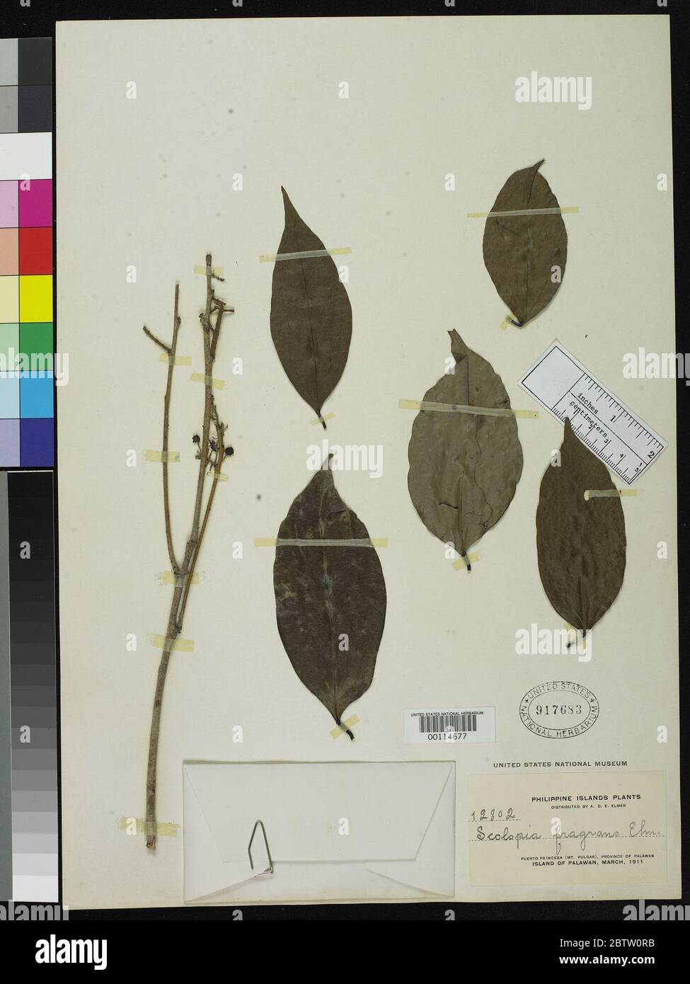 Scolopia hi-res stock photography and images - Alamy