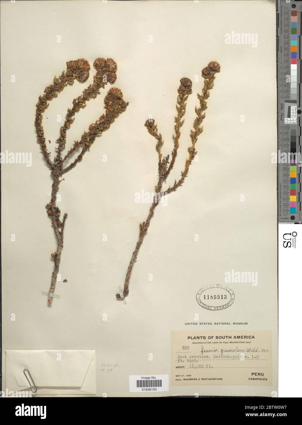 Senecio nutans hi-res stock photography and images - Alamy