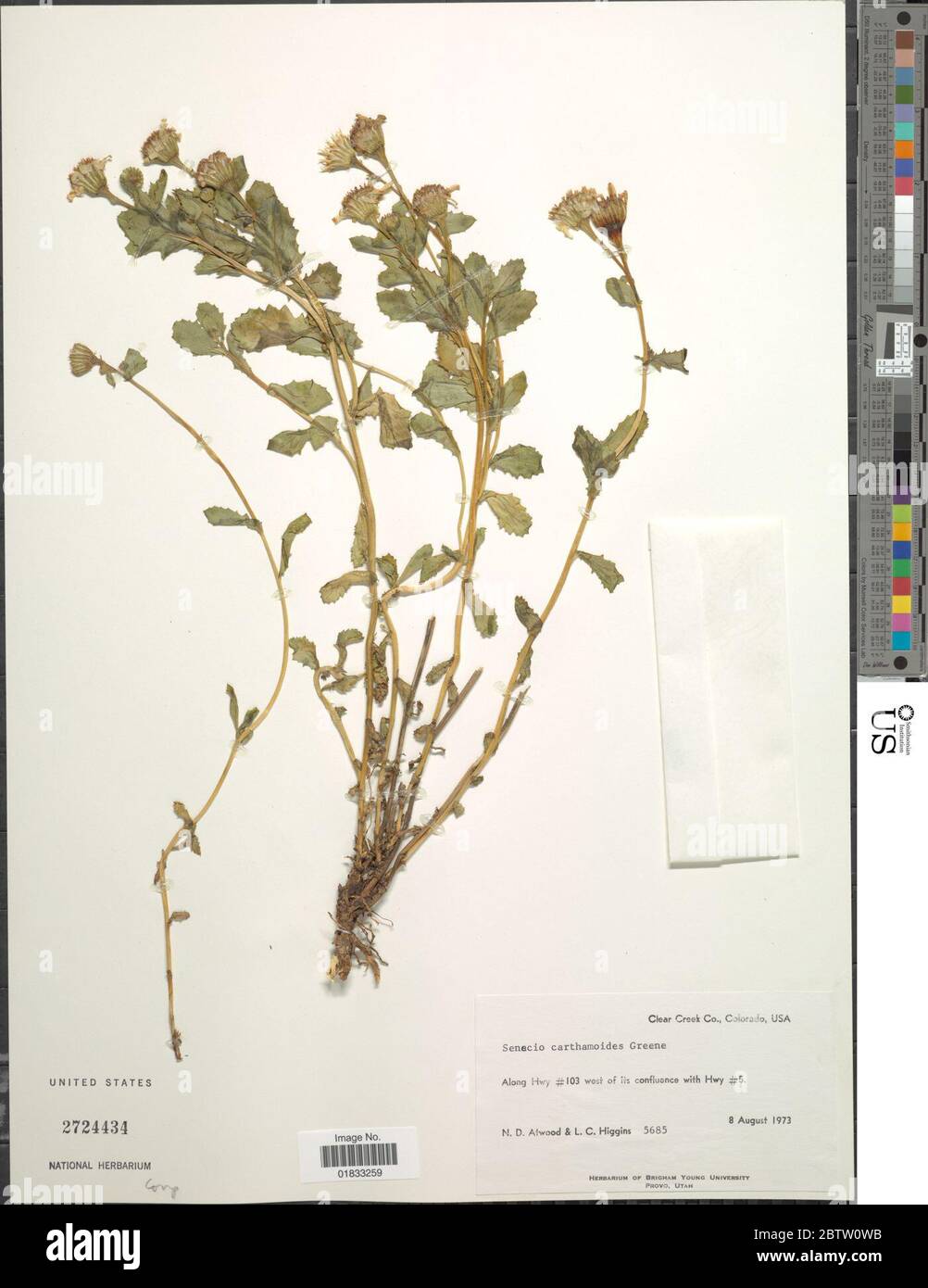 Senecio carthamoides Greene Stock Photo - Alamy