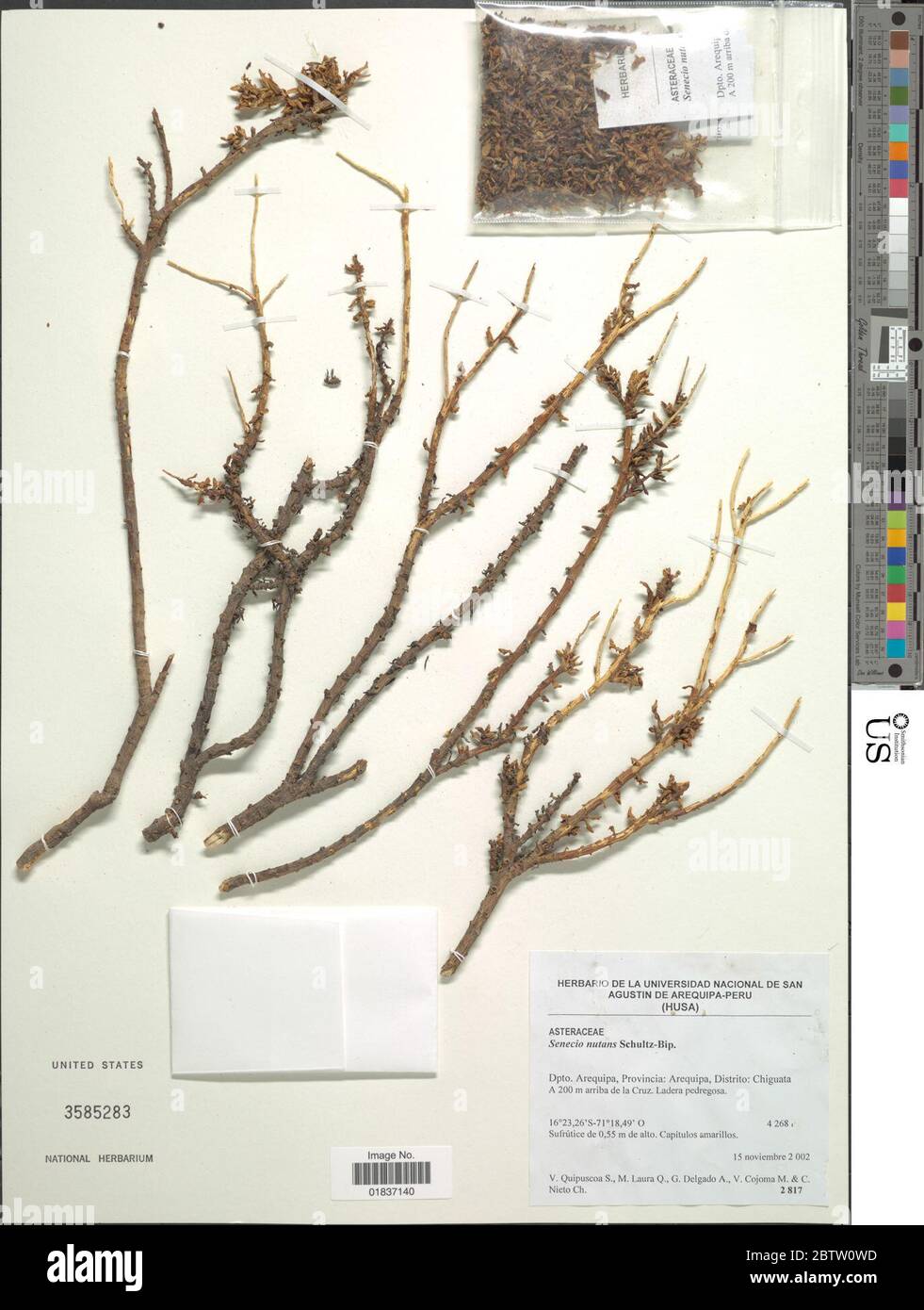 Senecio nutans Sch Bip Stock Photo - Alamy