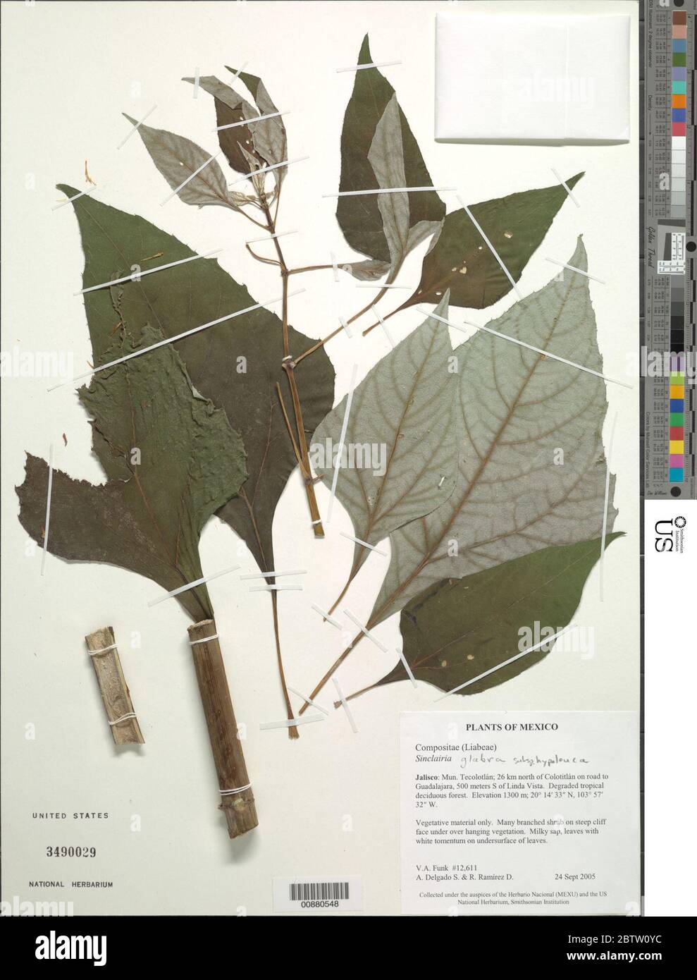 Sinclairia glabra hi-res stock photography and images - Alamy