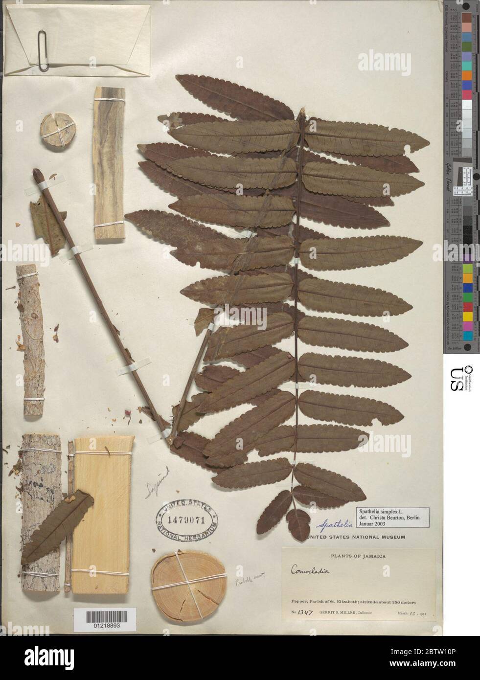 Spathelia simplex L Stock Photo - Alamy