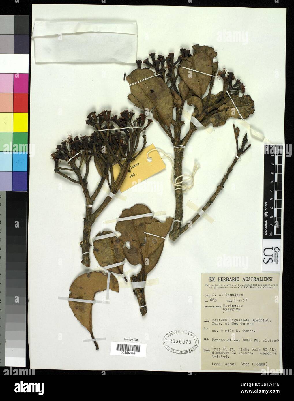 Syzygium sp sp hi-res stock photography and images - Alamy