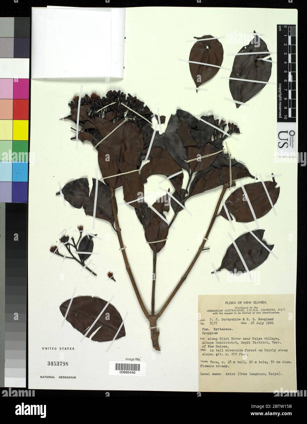 Syzygium sp sp hi-res stock photography and images - Alamy