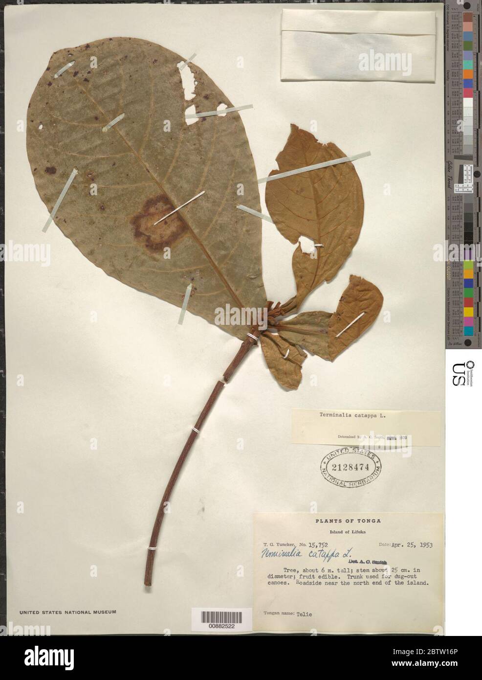 Terminalia catappa L Stock Photo - Alamy