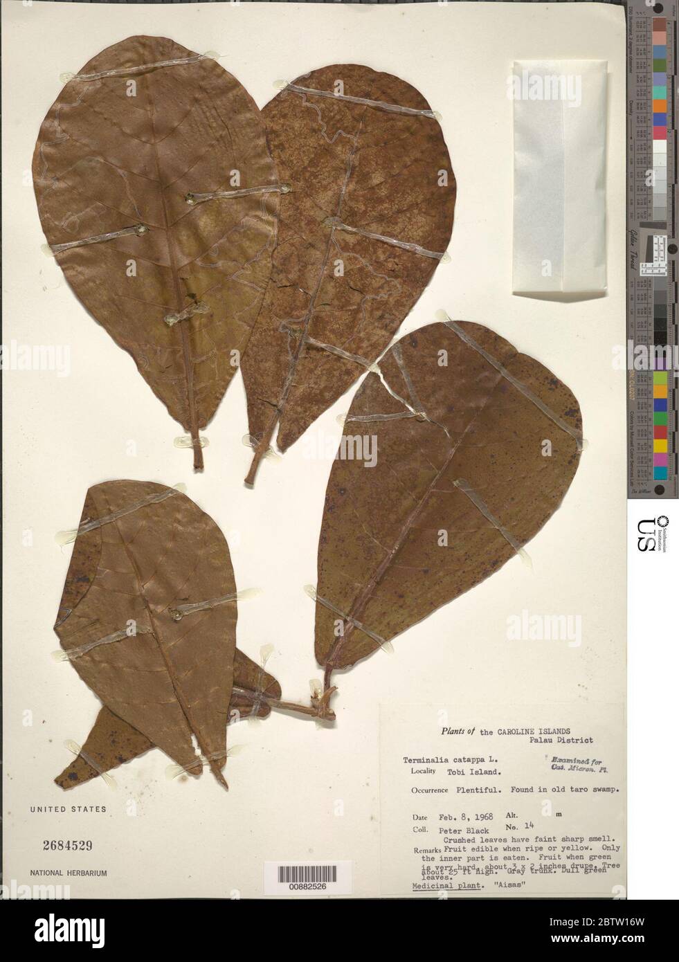 Terminalia catappa L Stock Photo - Alamy