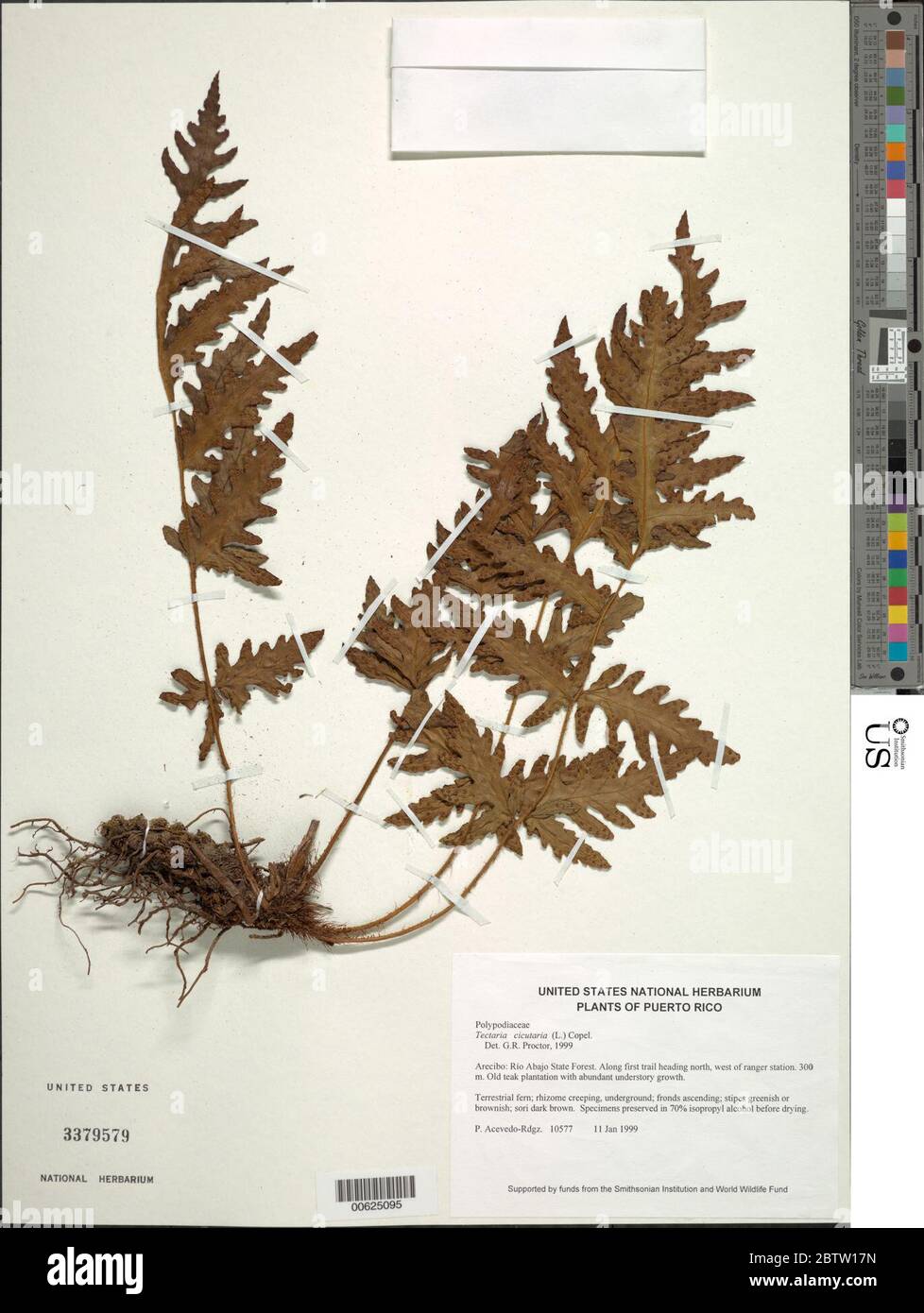 Tectaria hi-res stock photography and images - Alamy