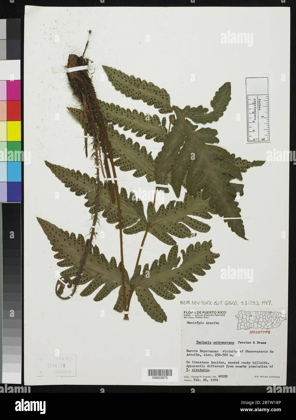 Tectaria estremerana Proctor AM Evans Stock Photo - Alamy