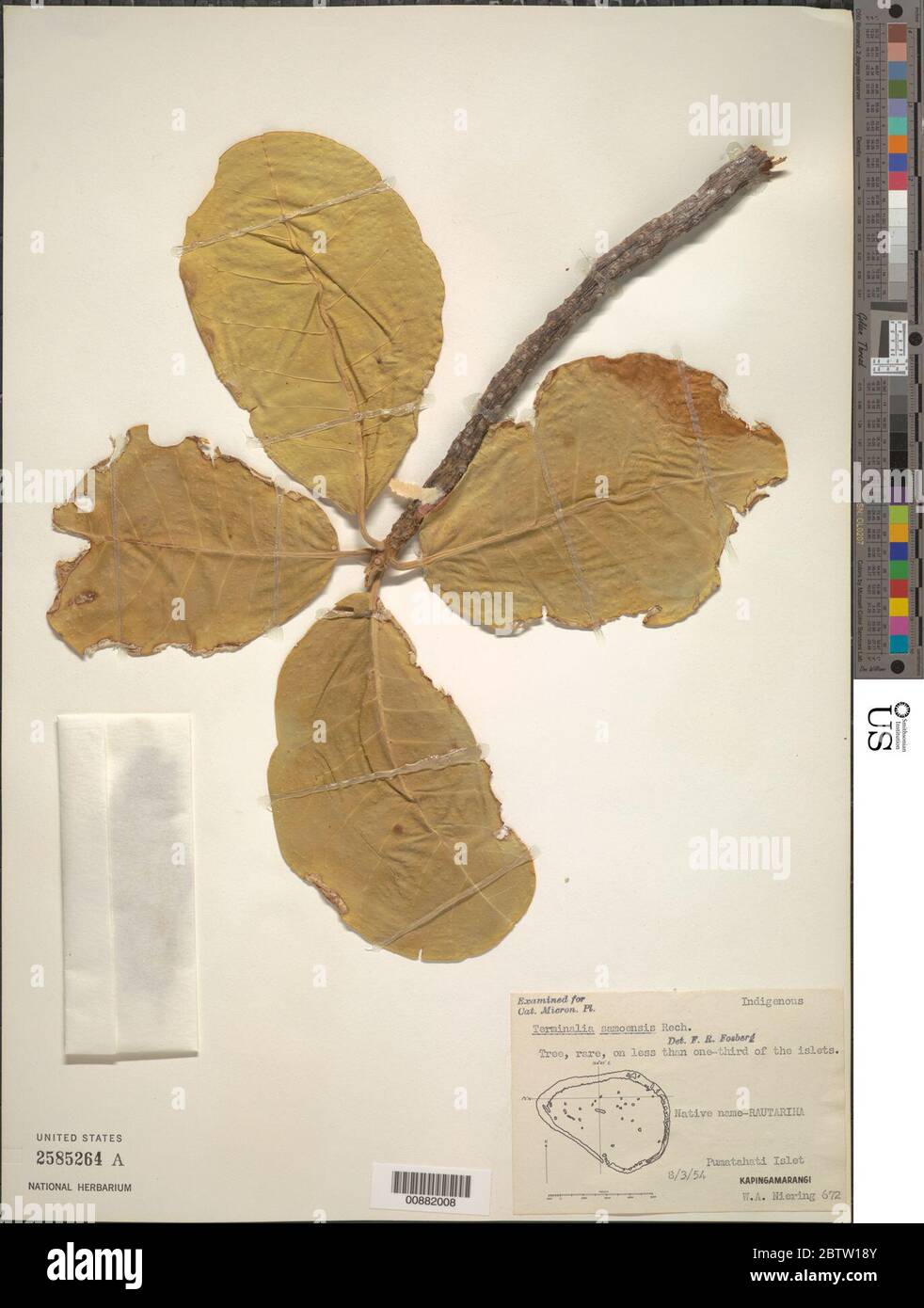 Terminalia samoensis Rech Stock Photo - Alamy