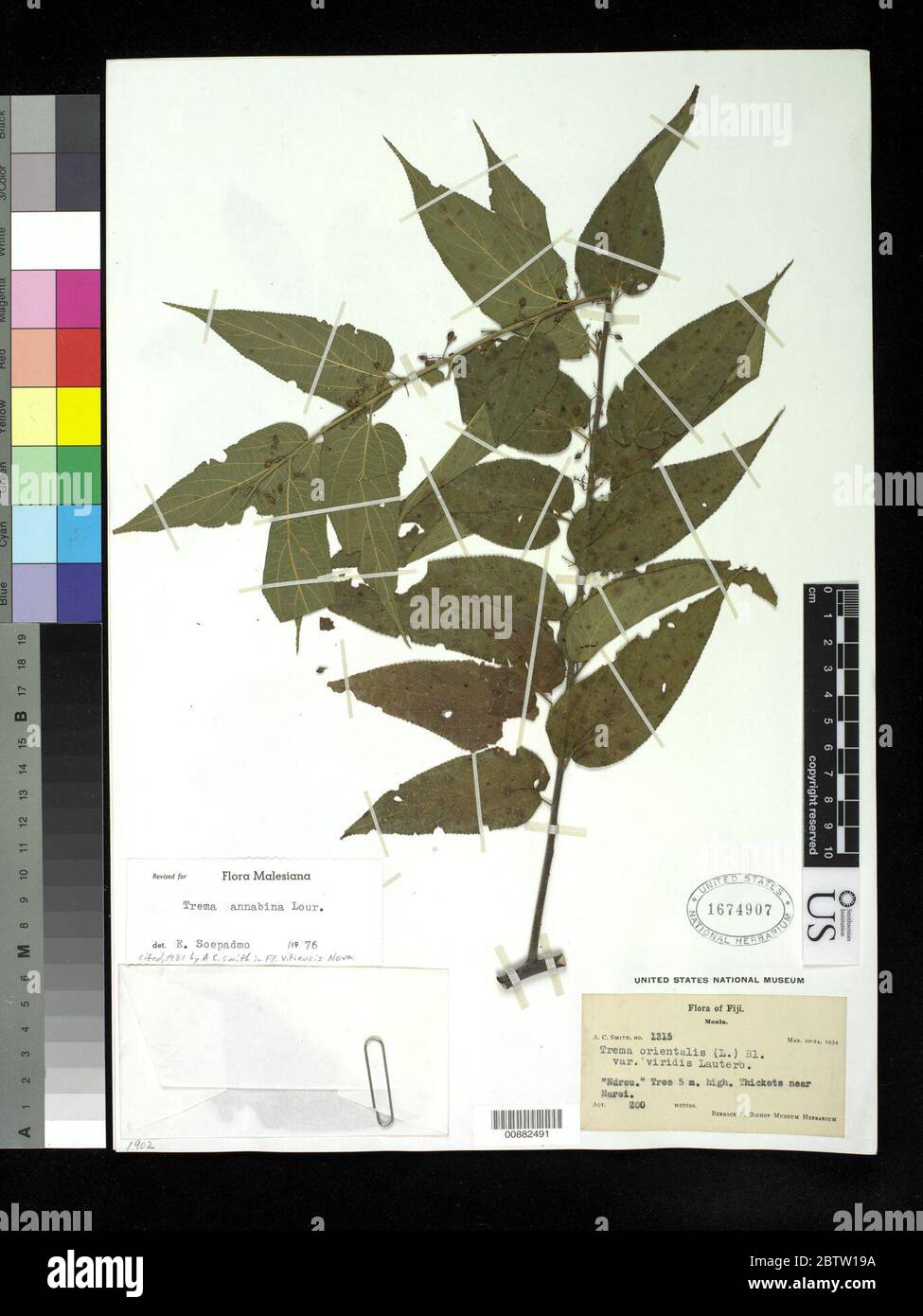 Trema hi-res stock photography and images - Alamy