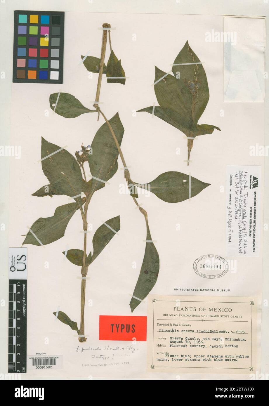 Tinantia erecta hi-res stock photography and images - Alamy