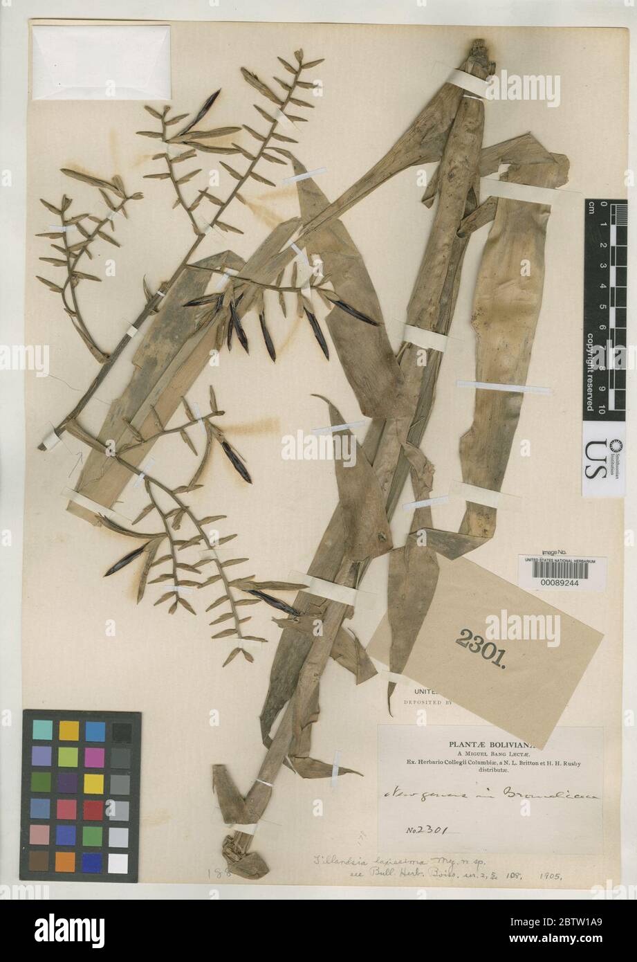 Tillandsia laxissima Mez Stock Photo - Alamy