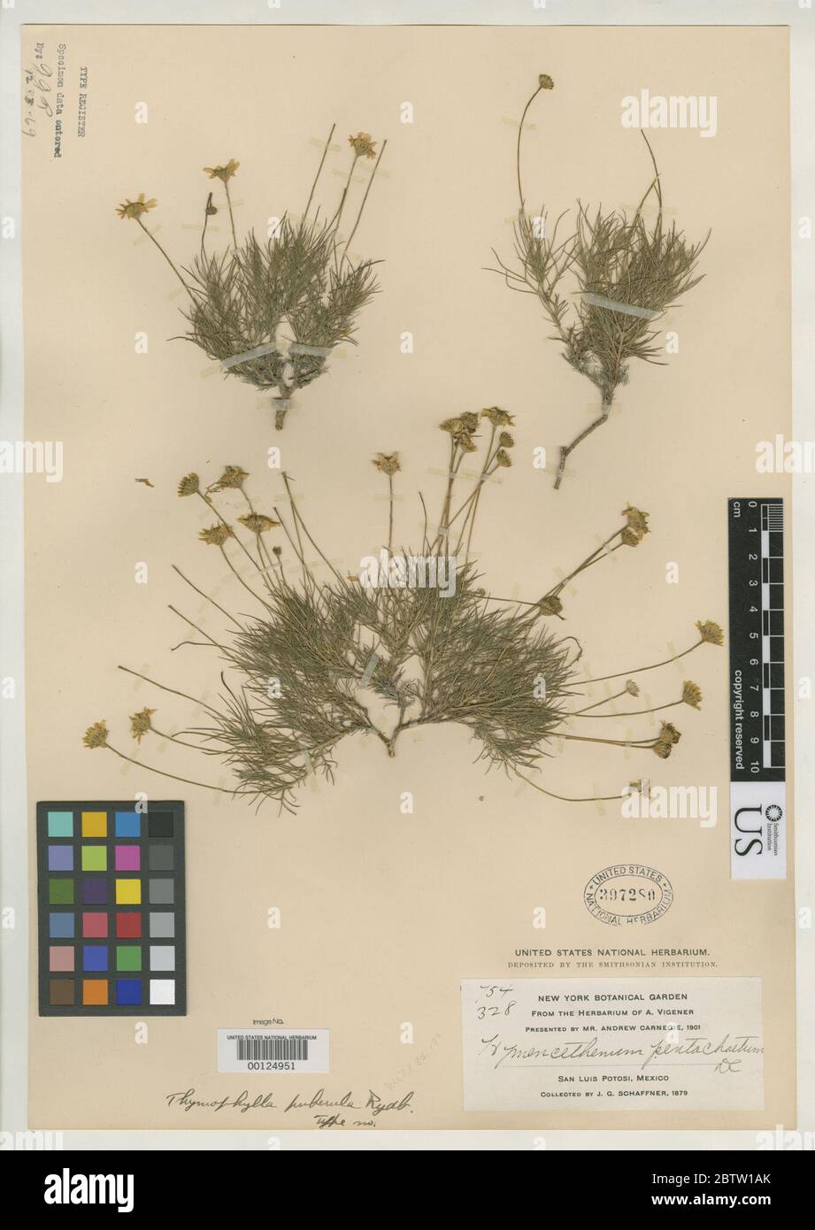 Puberula hi-res stock photography and images - Alamy