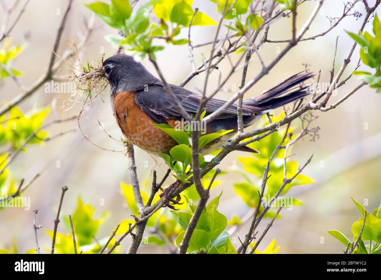 An adult North American Robin collecting nesting material in the late ...