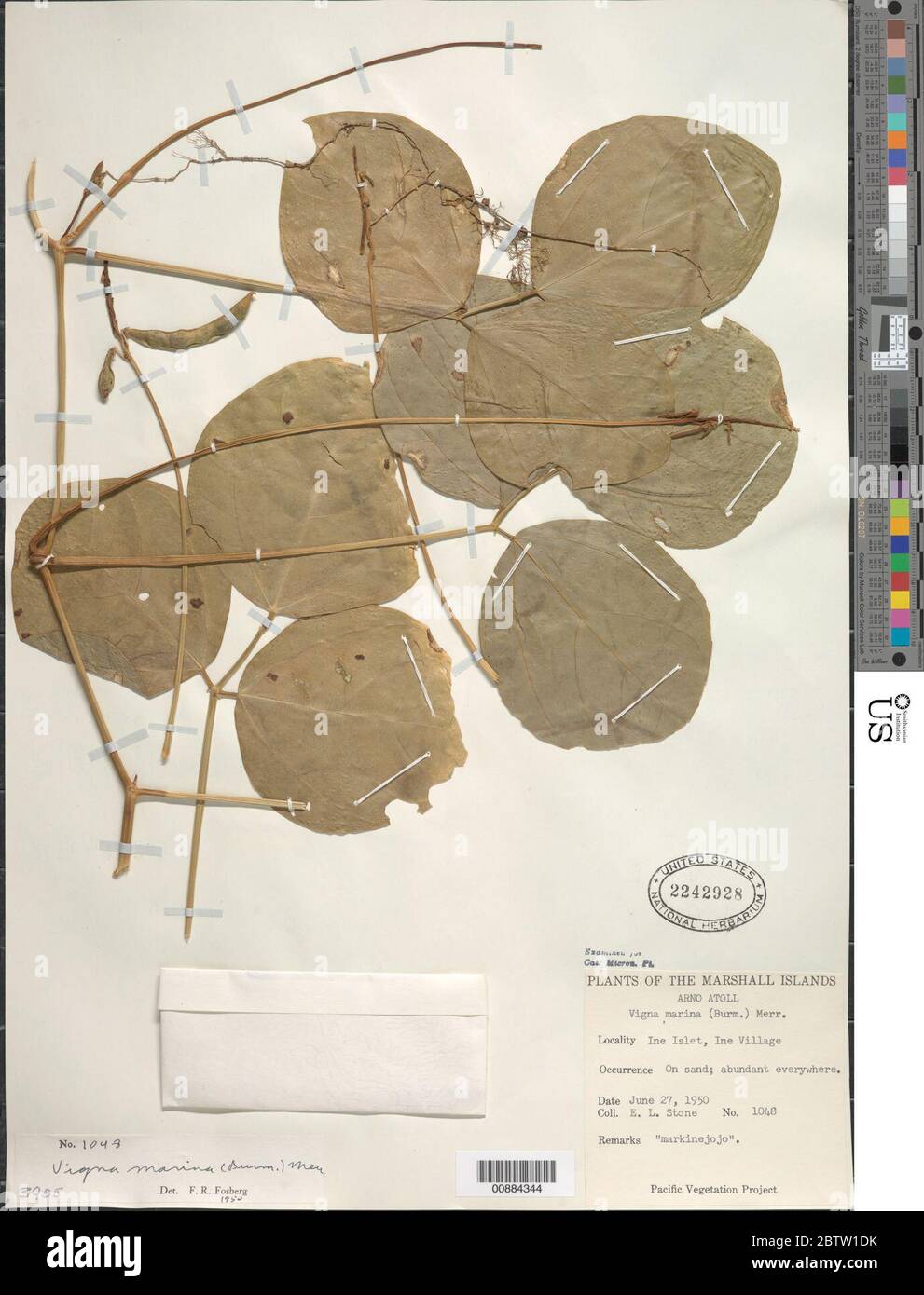 Vigna marina Burm Merr Stock Photo - Alamy