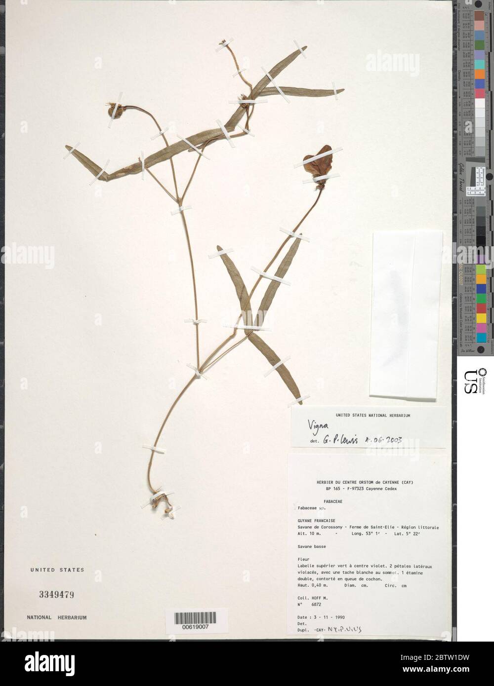 Vigna sp hi-res stock photography and images - Alamy