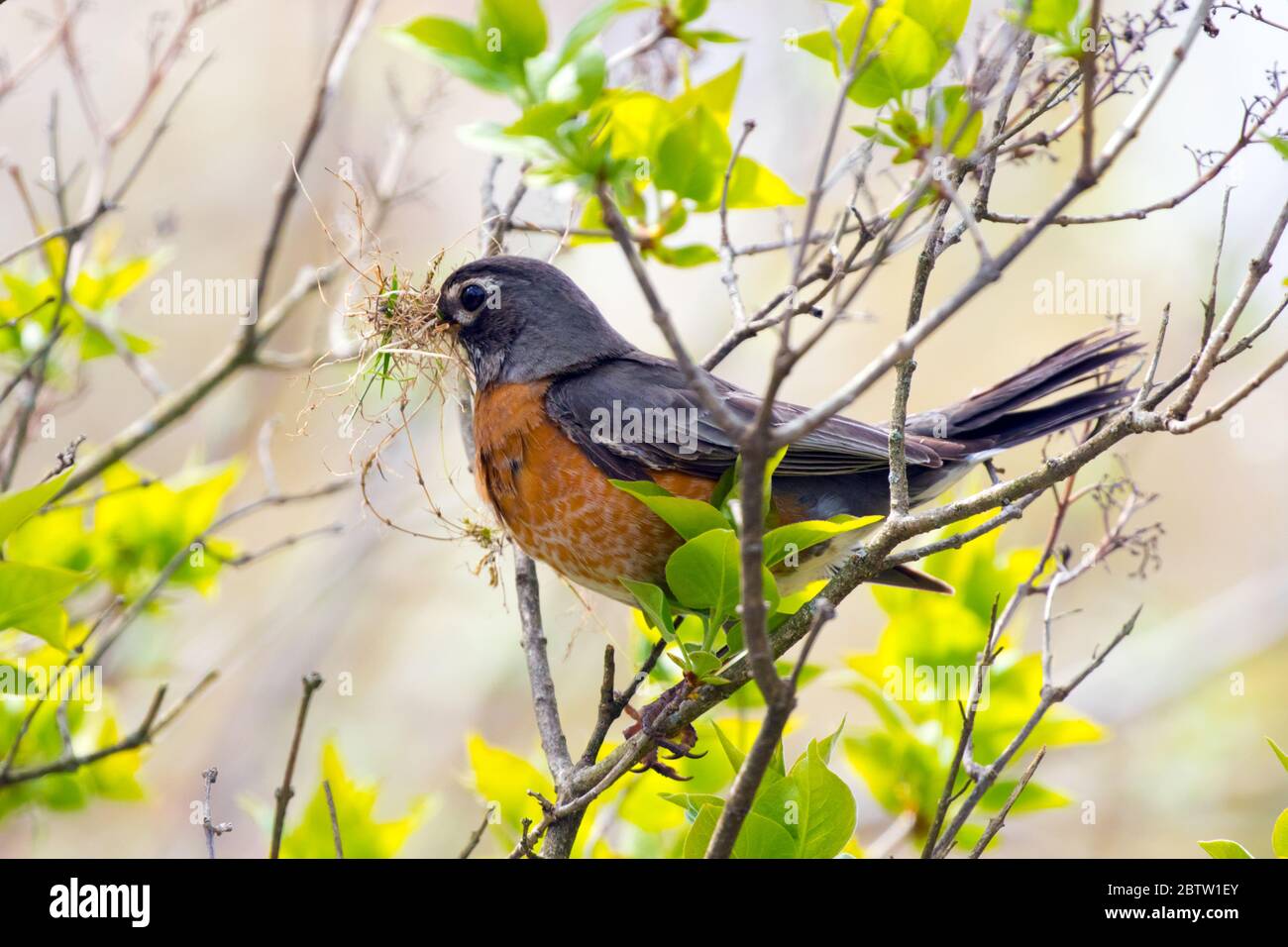 An adult North American Robin collecting nesting material in the late ...
