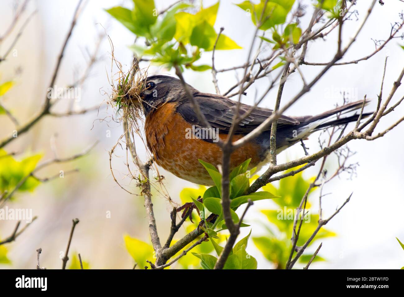 An adult North American Robin collecting nesting material in the late ...