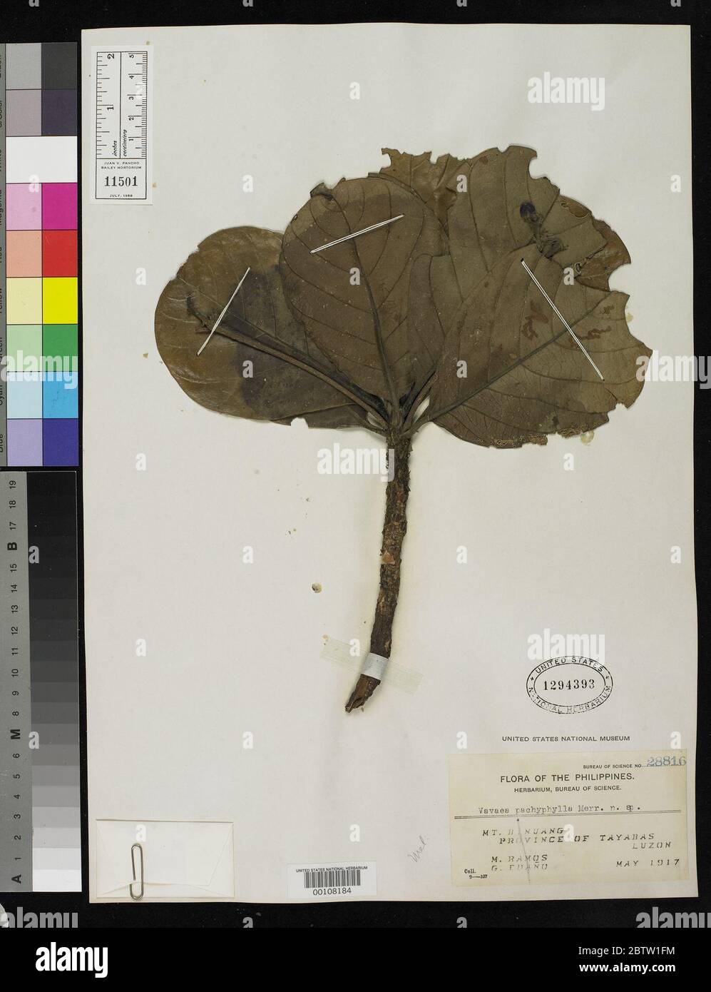 Pachyphylla hi-res stock photography and images - Alamy