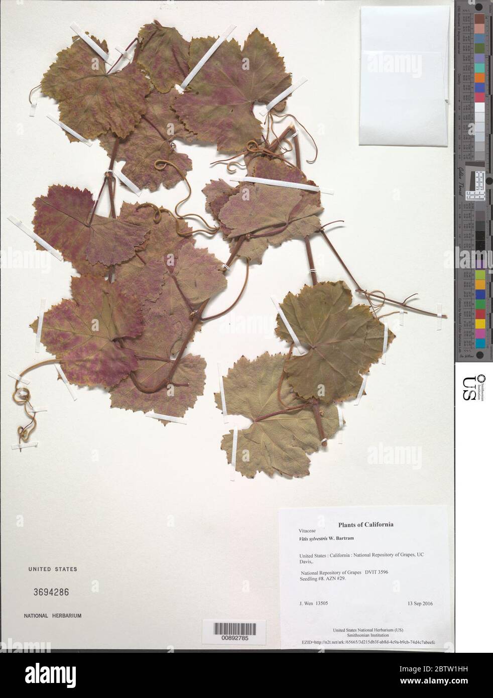 Vitis sylvestris hi-res stock photography and images - Alamy