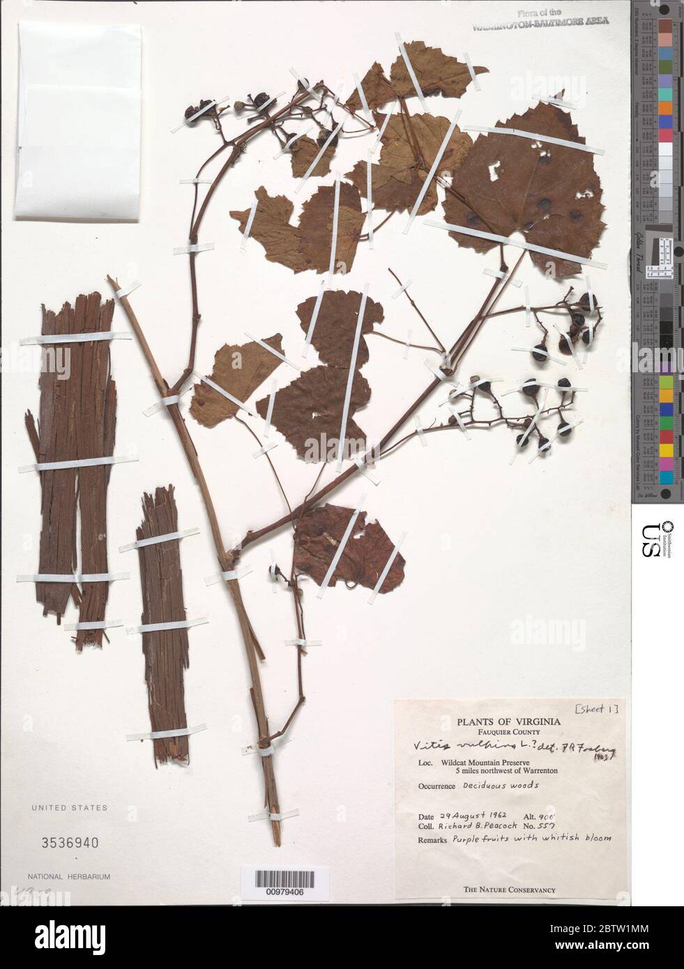 Vitis vulpina hi-res stock photography and images - Alamy