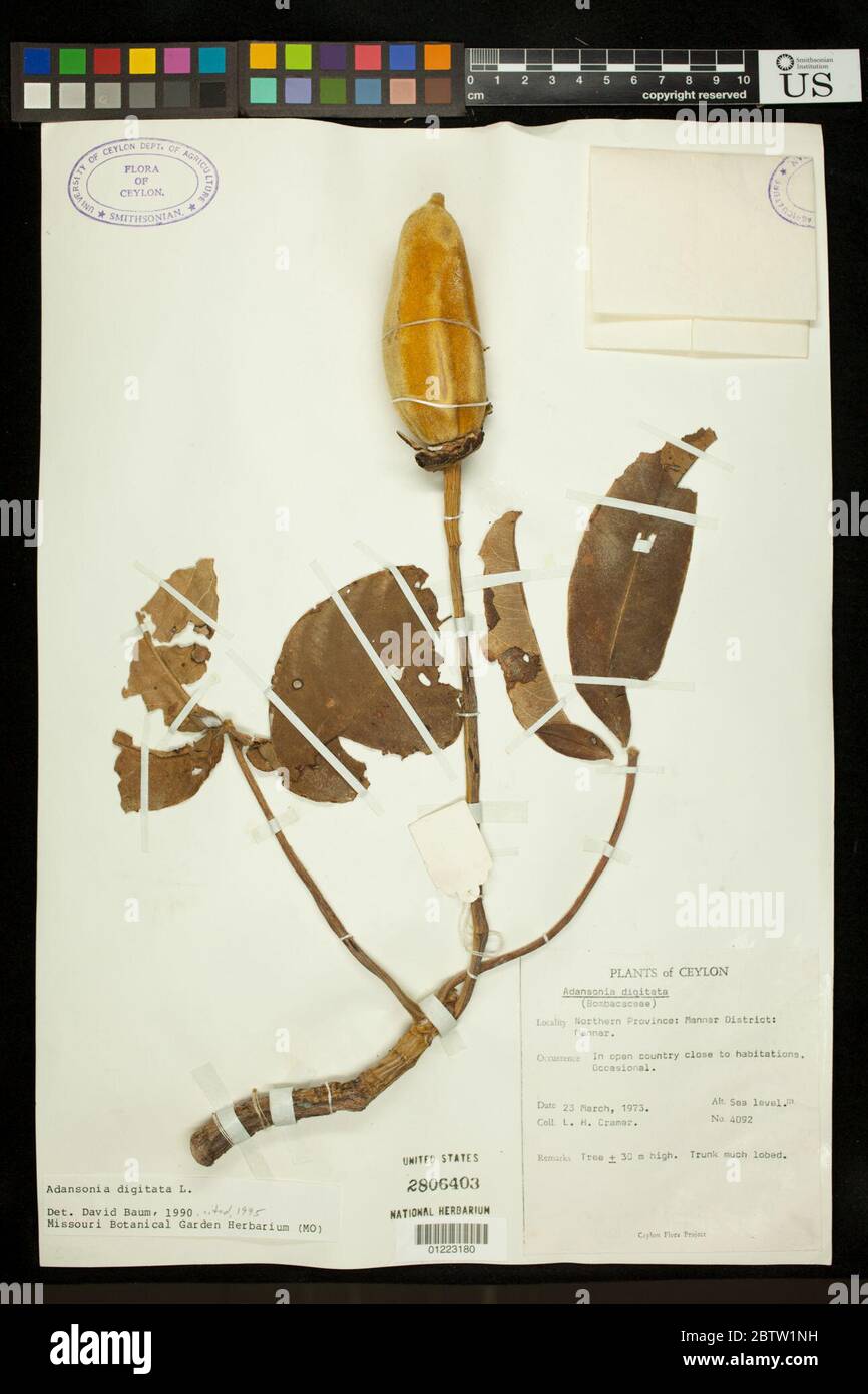 Adansonia digitata L Stock Photo - Alamy