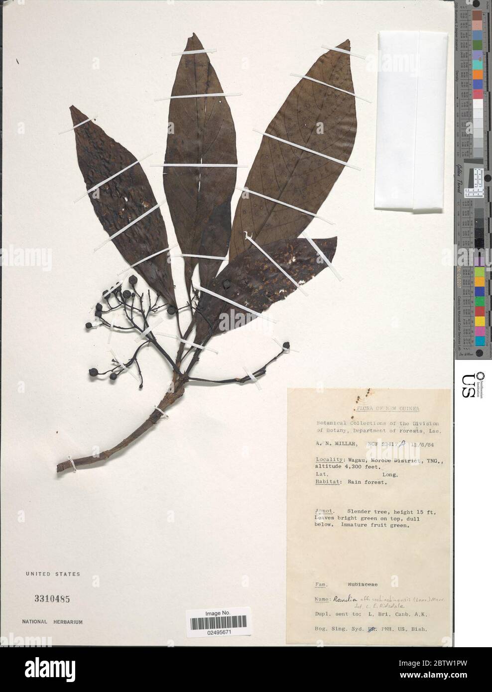 Aidia racemosa Cav Tirv Stock Photo - Alamy