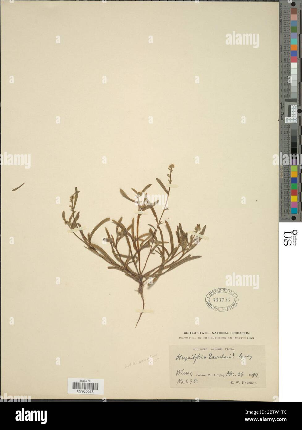 Conjuncta hi-res stock photography and images - Alamy