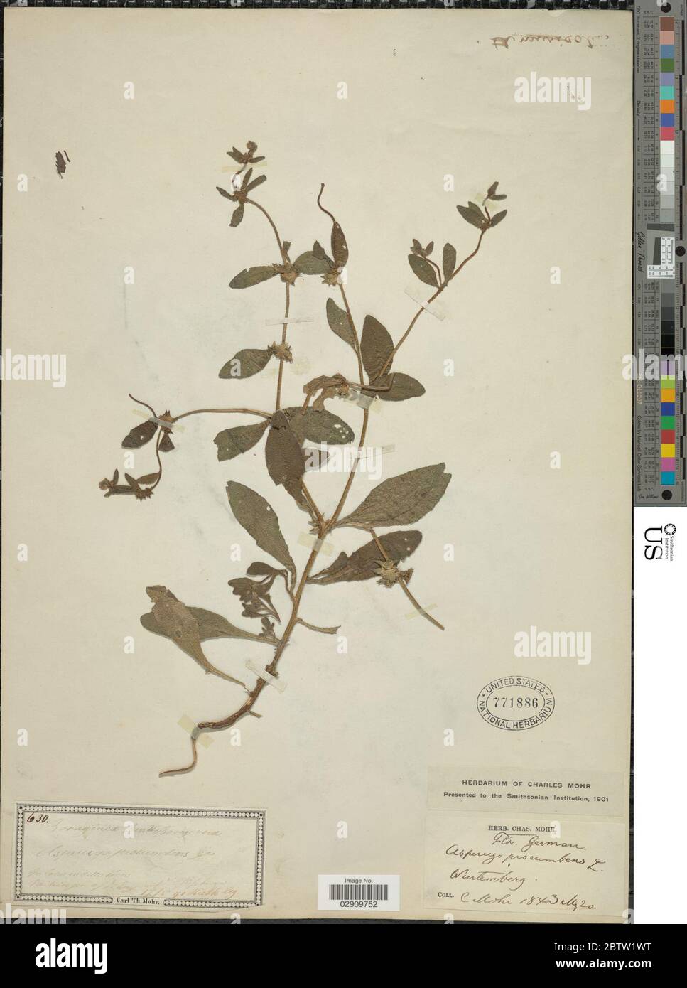 Asperugo procumbens hi-res stock photography and images - Alamy