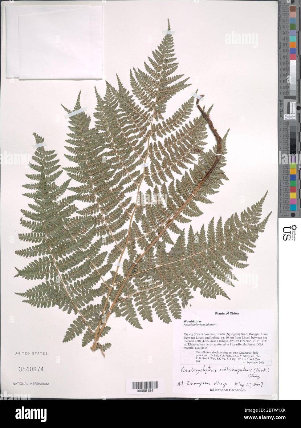 Athyrium subtriangulare Hook Bedd Stock Photo - Alamy