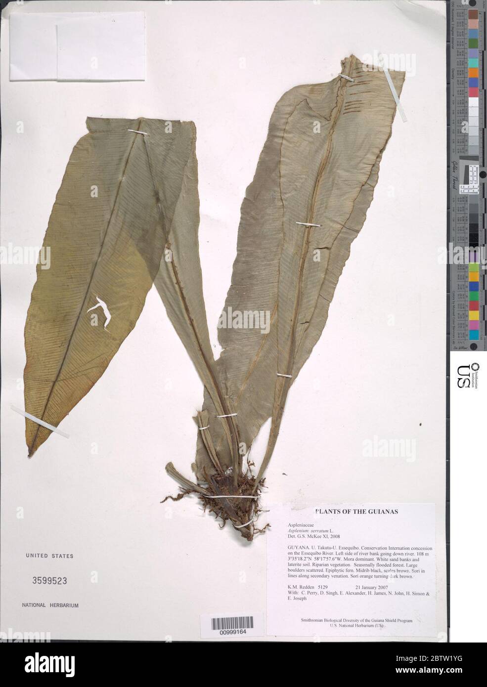 Asplenium serratum L Stock Photo - Alamy