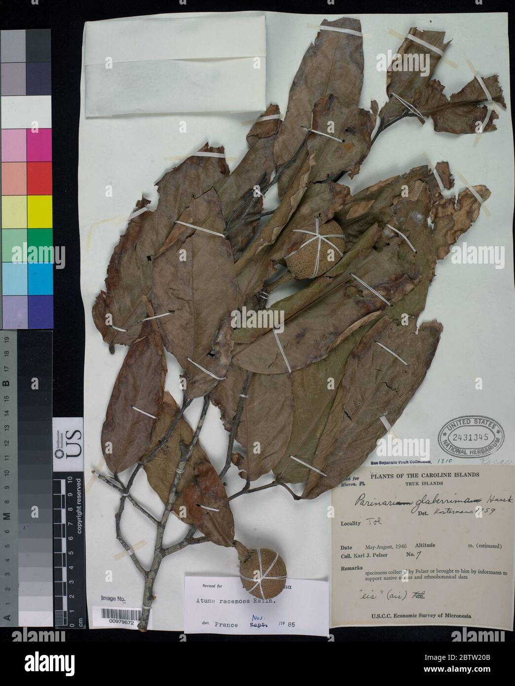 Atuna racemosa Raf Stock Photo - Alamy