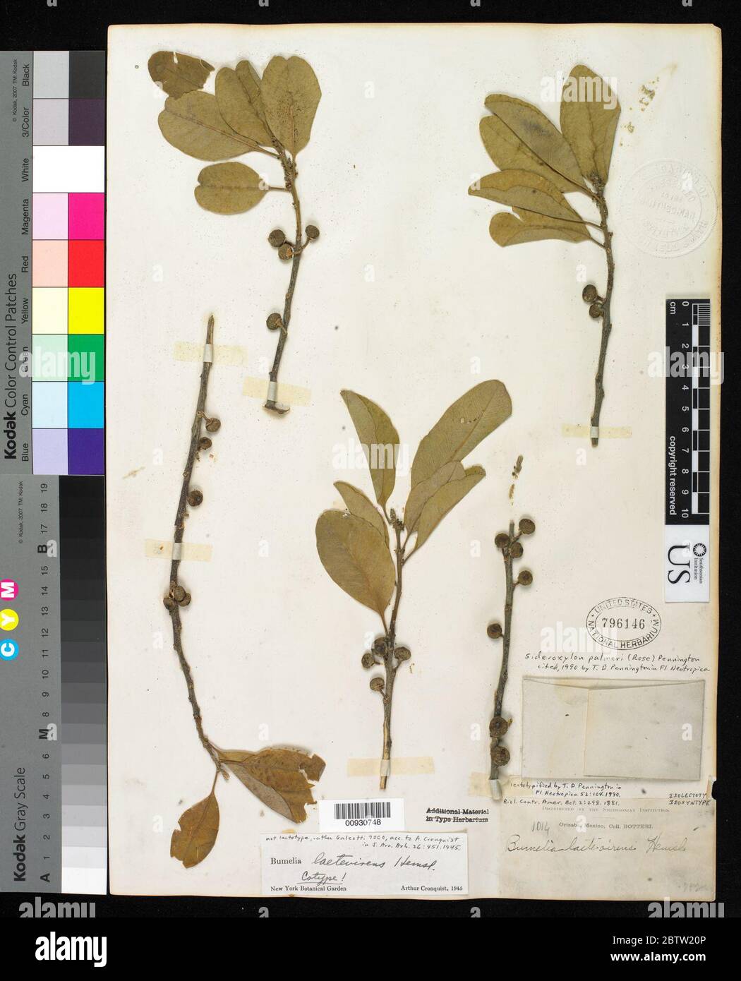 Bumelia hi-res stock photography and images - Alamy