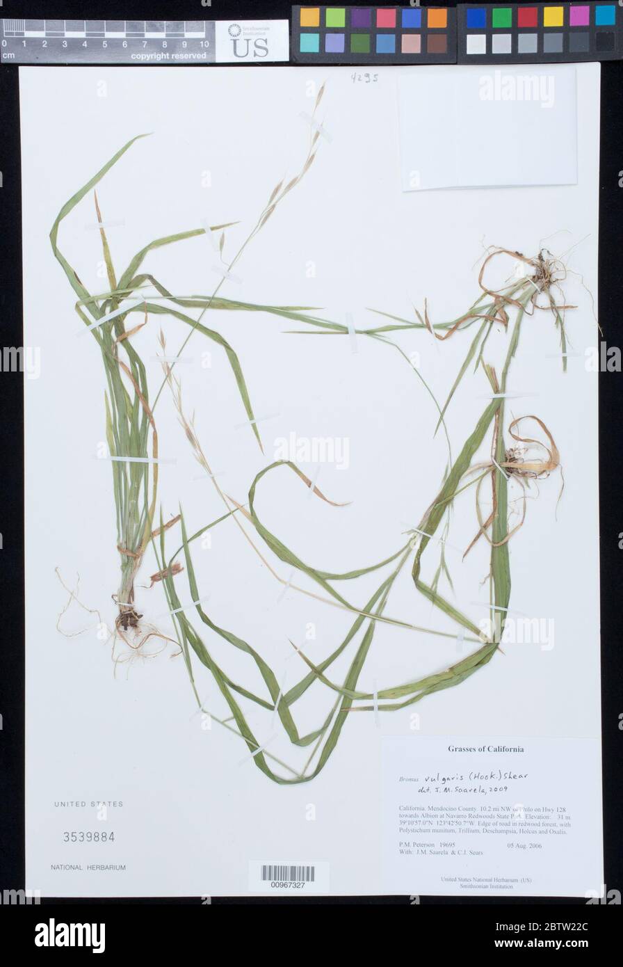 Bromus vulgaris hi-res stock photography and images - Alamy