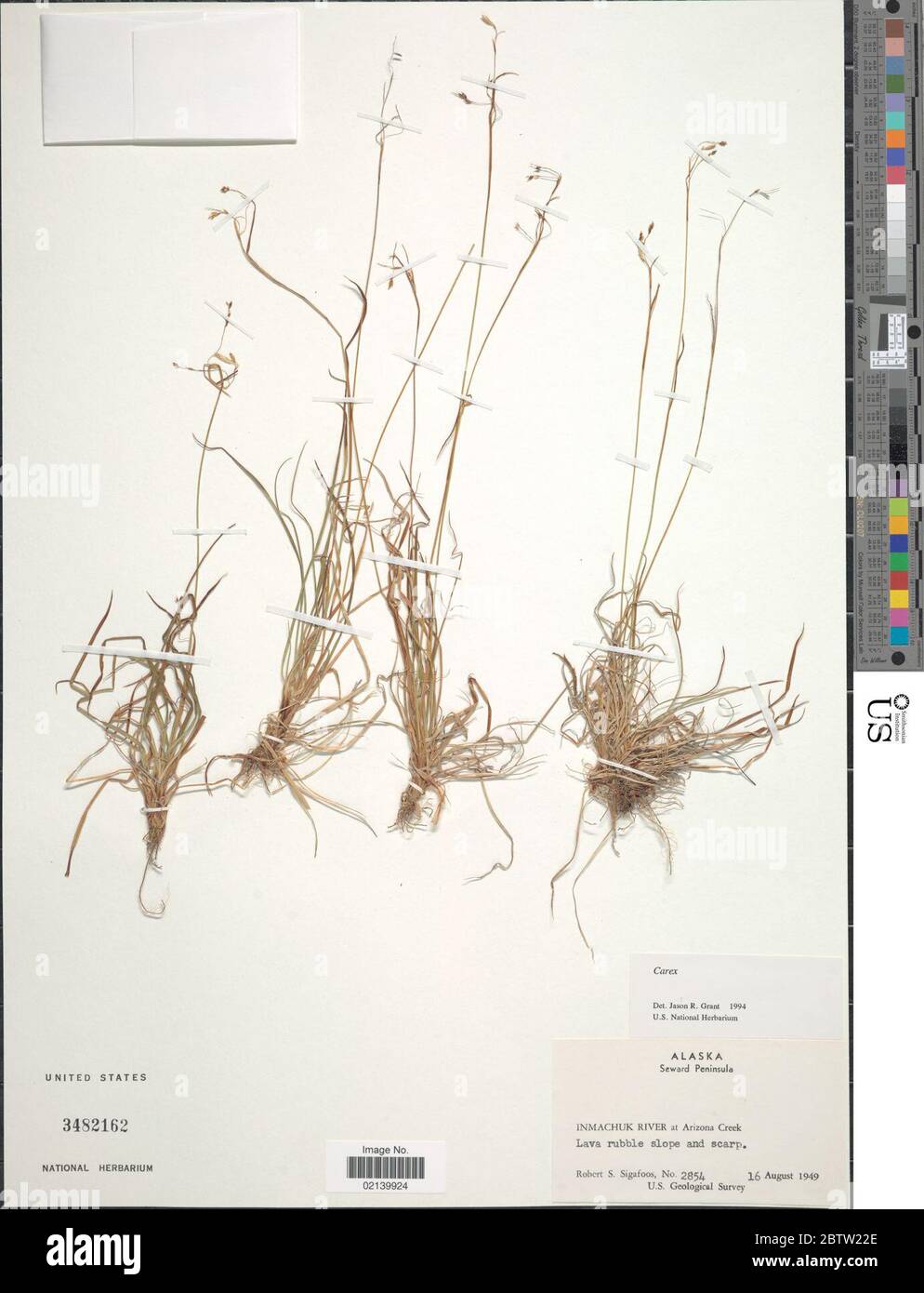 Carex sp hi-res stock photography and images - Alamy