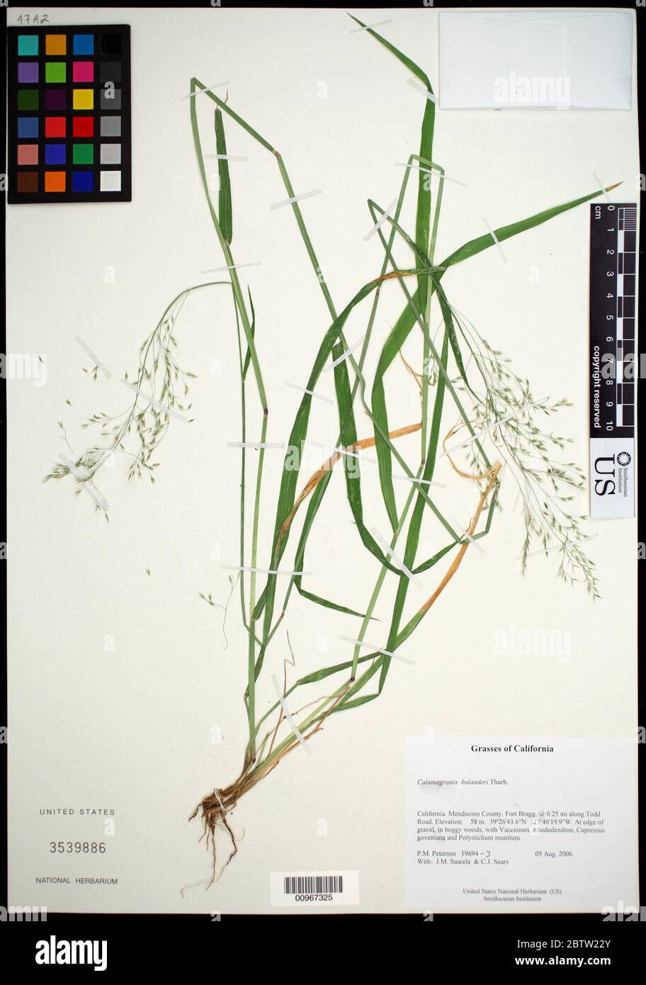 Bolanderi hi-res stock photography and images - Alamy