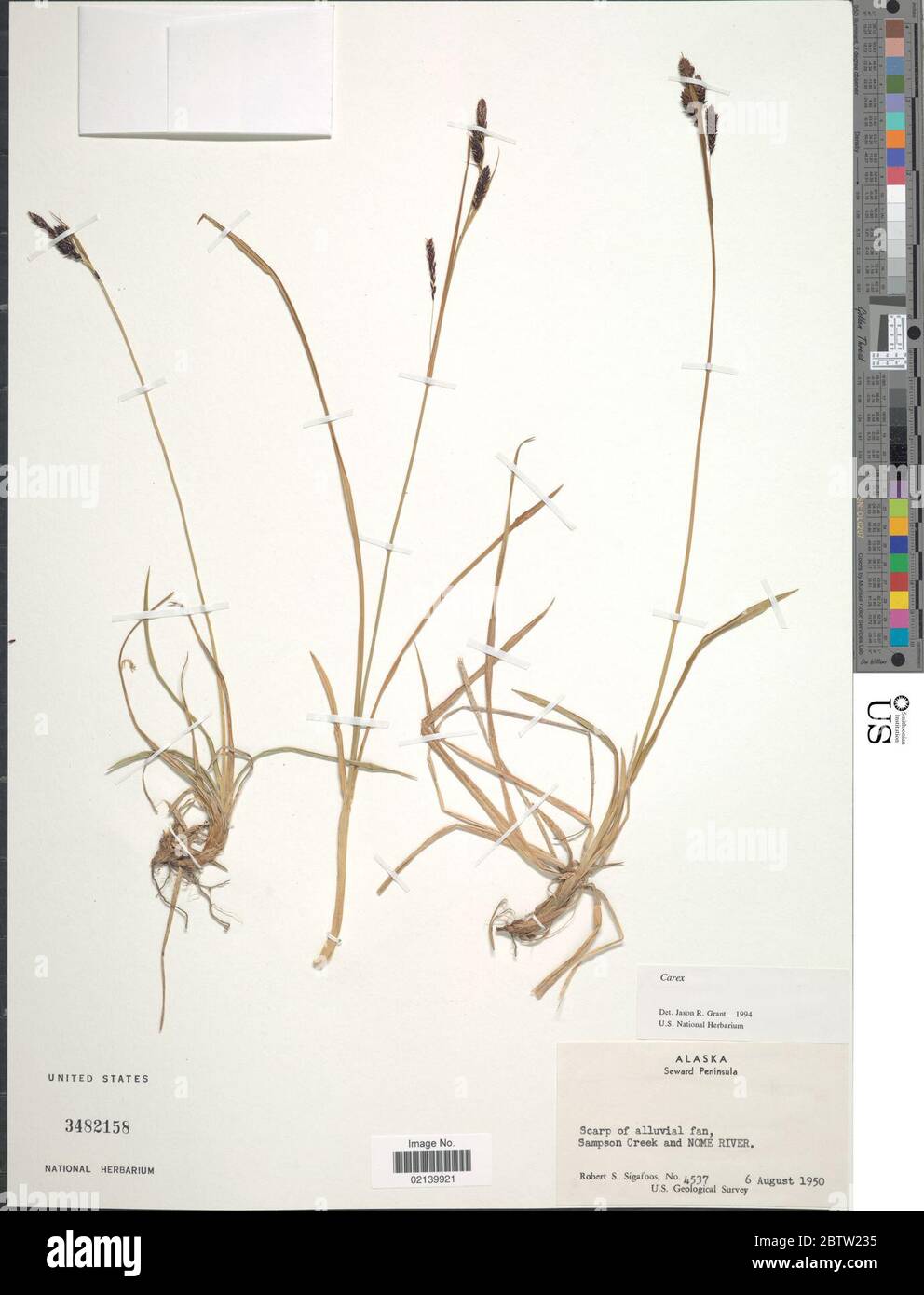 Carex sp hi-res stock photography and images - Alamy