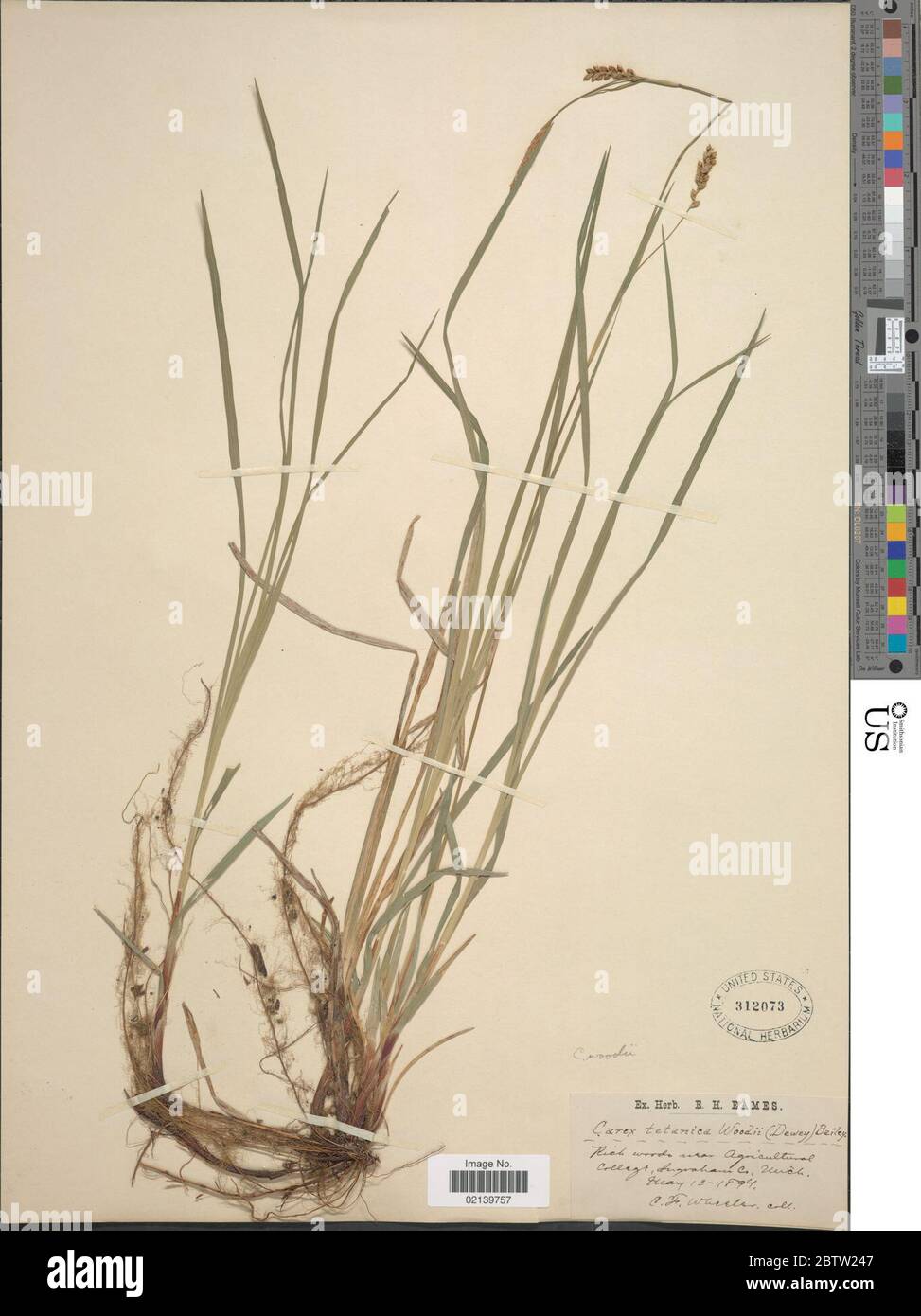 Carex woodii Dewey Stock Photo - Alamy