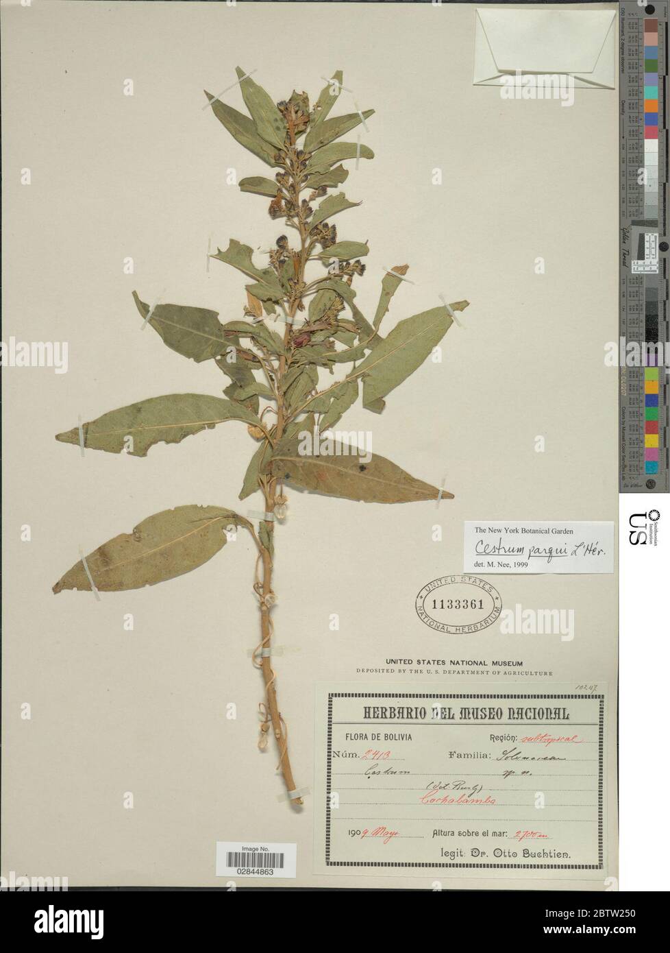 Cestrum parqui LHr Stock Photo - Alamy