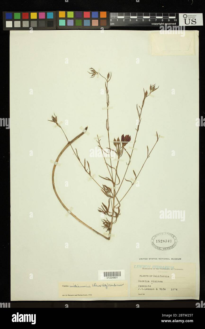 Clarkia williamsonii hi-res stock photography and images - Alamy