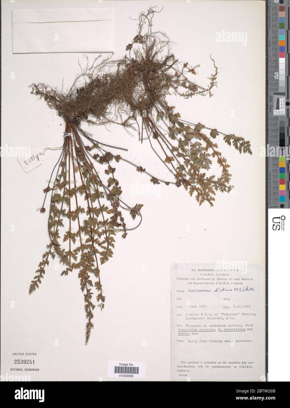 Cheilanthes High Resolution Stock Photography and Images - Alamy