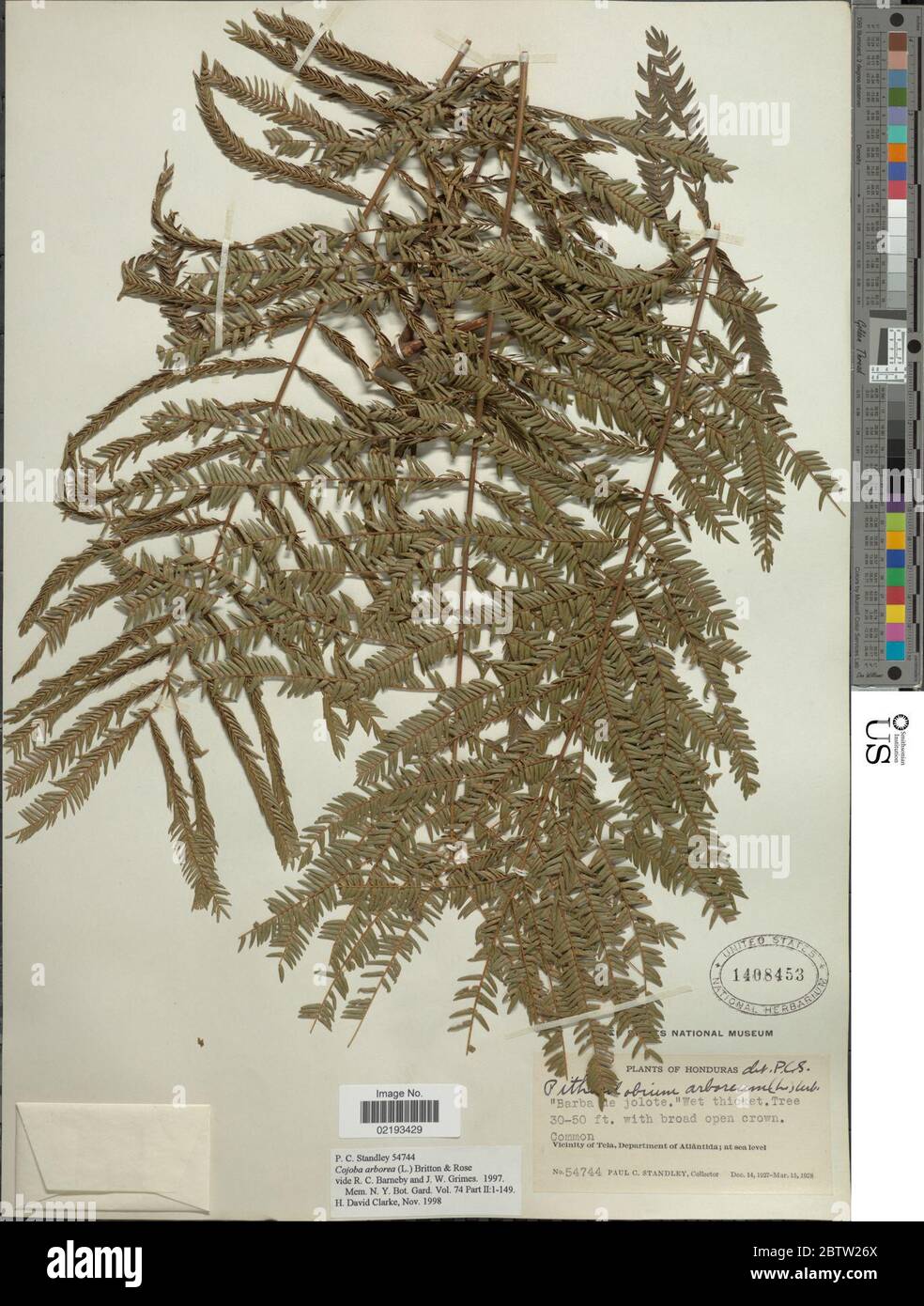 Central large specimens hi-res stock photography and images - Alamy