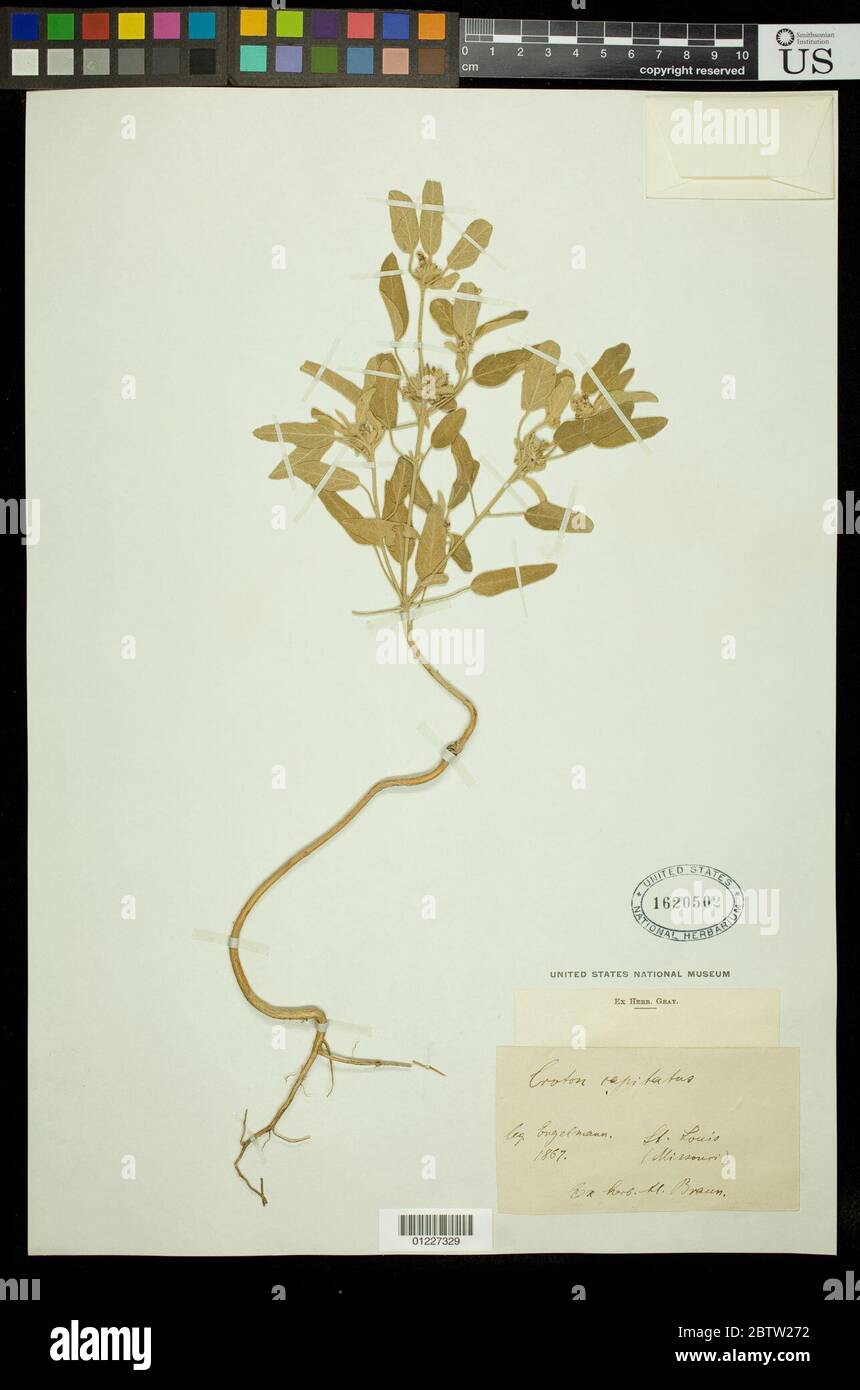 Croton capitatus hi-res stock photography and images - Alamy