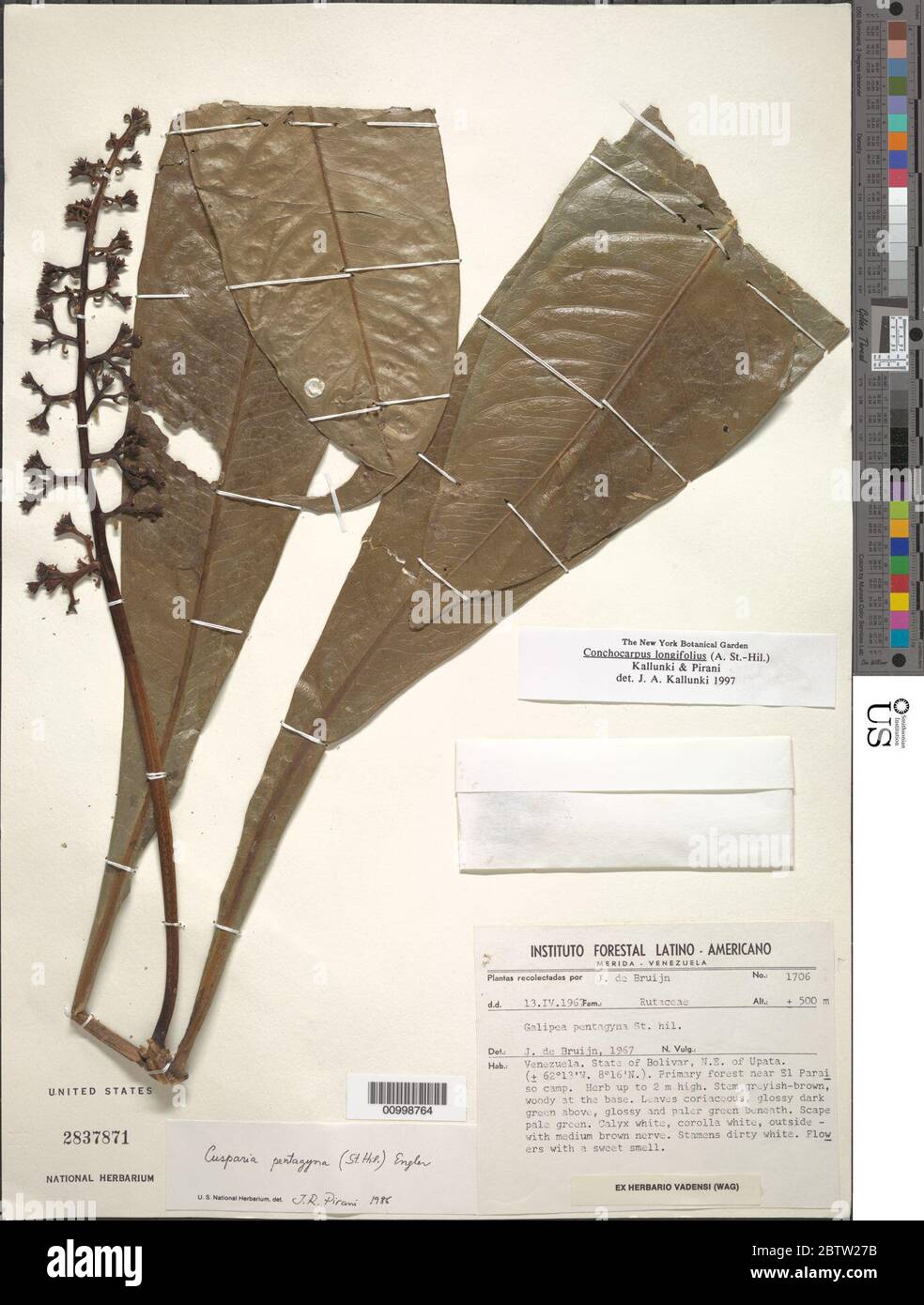 Conchocarpus longifolius A StHil Kallunki Pirani Stock Photo - Alamy